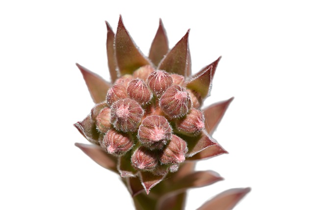Flower Bud Nature Flora Close - Free photo on Pixabay