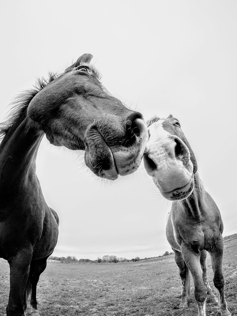 Horse Animal - Free photo on Pixabay