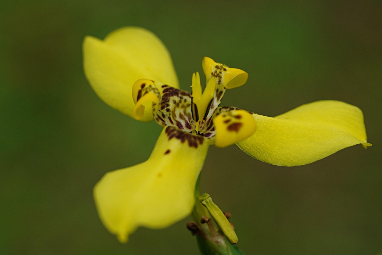 Yellow Flower Irish Flora - Free photo on Pixabay - Pixabay