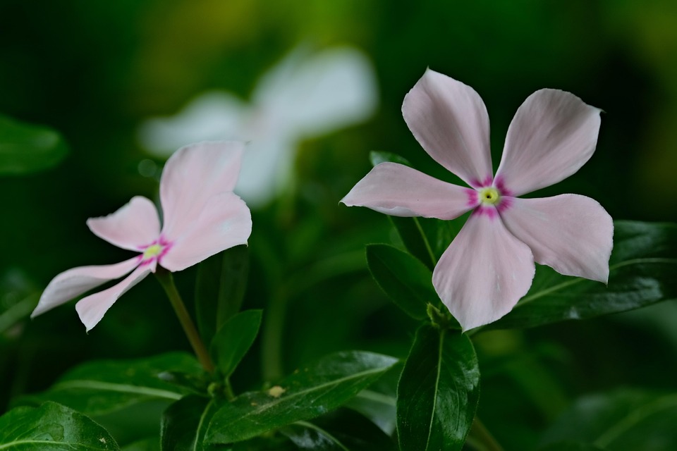 Periwinkle Flower Bloom - Free photo on Pixabay - Pixabay