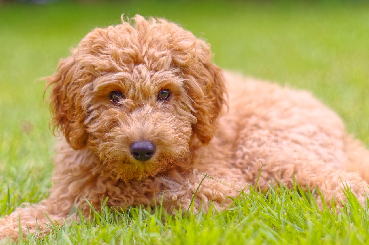 Poodle Domestic Animal Dog - Free photo on Pixabay - Pixabay