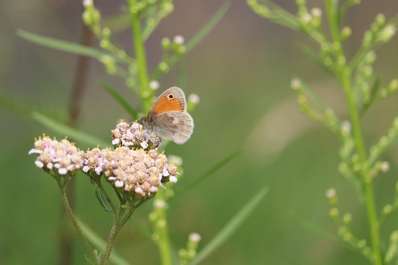 Insect Pollination Entomology - Free photo on Pixabay - Pixabay