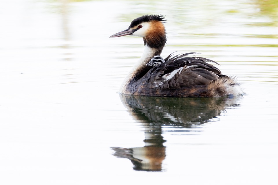 Great Crested Grebe Chick The Back - Free photo on Pixabay