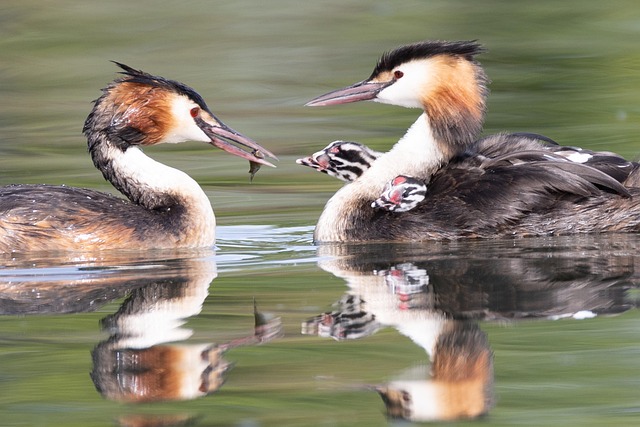 Great Crested Grebe Chick The Back - Free photo on Pixabay