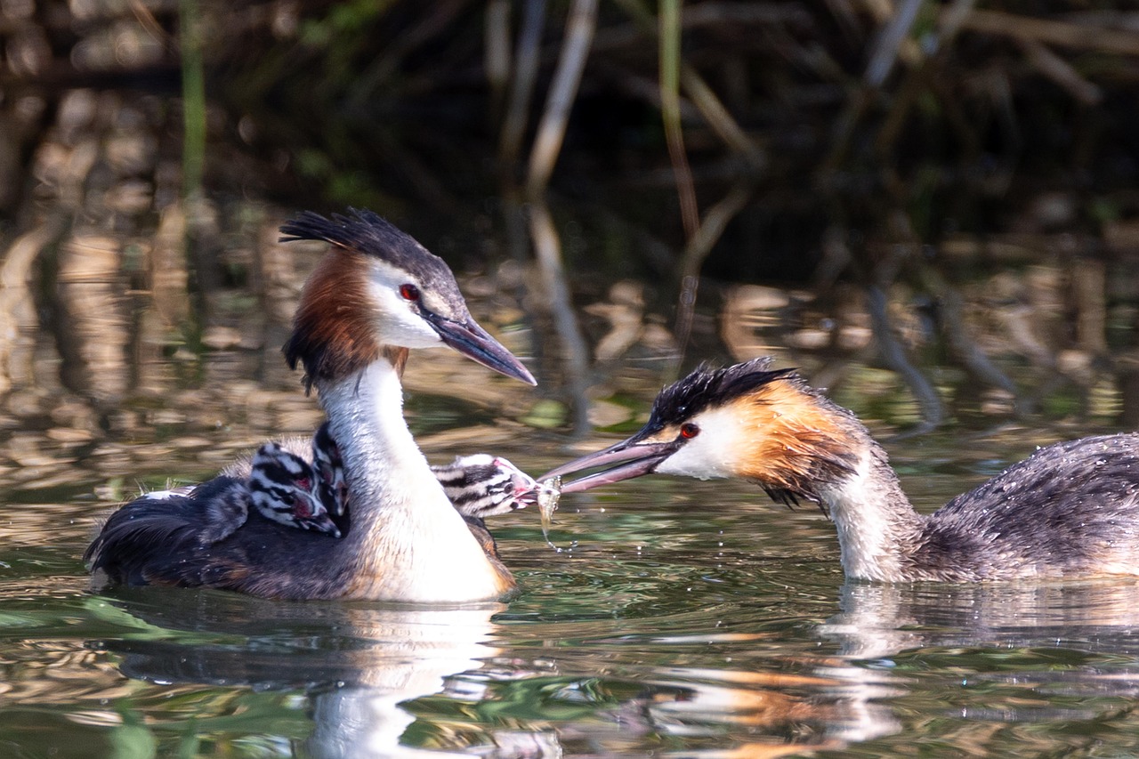 Great Crested Grebe Chick The Back - Free photo on Pixabay