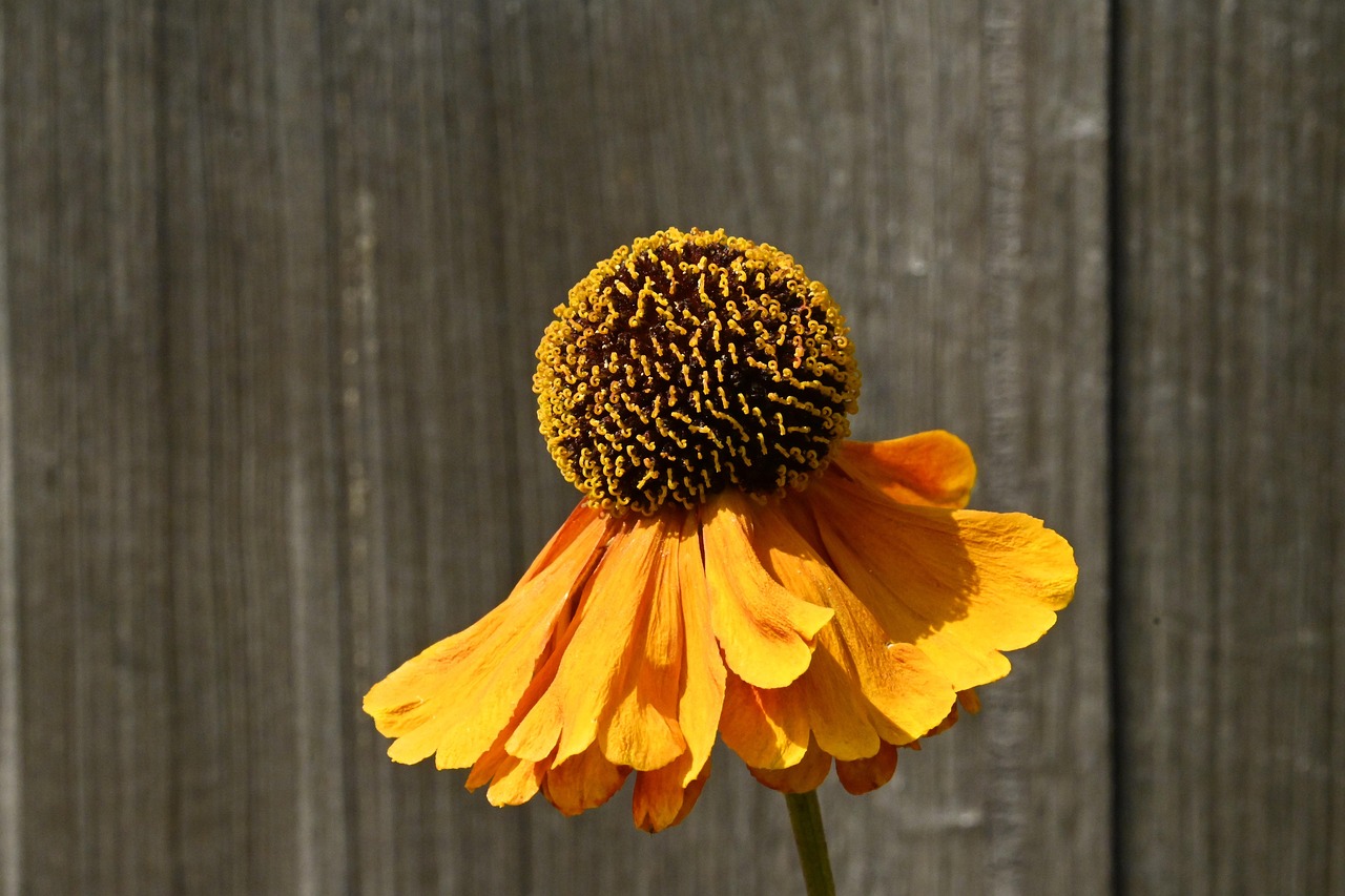 Herbe Du Soleil Fleur Bloom - Photo gratuite sur Pixabay