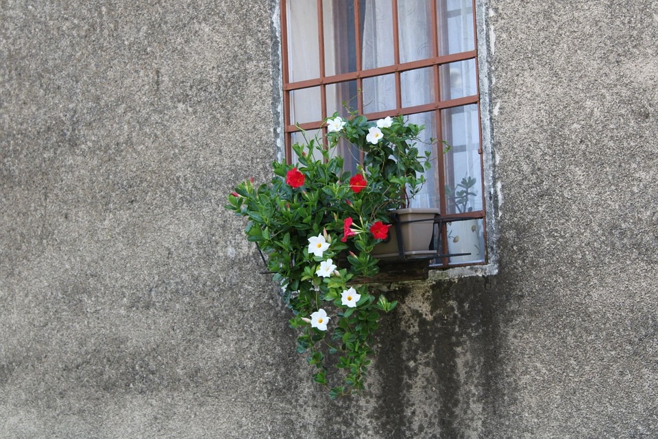Bloom Window Wall - Free photo on Pixabay