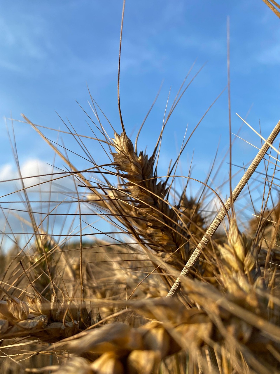 Agriculture La Nature Des Champs - Photo gratuite sur Pixabay