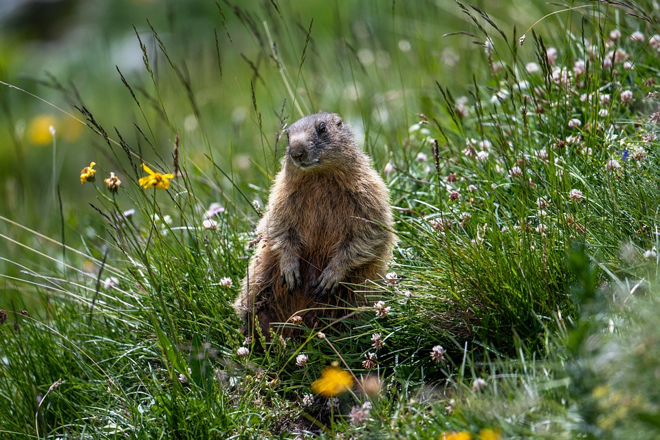 Marmot Animal Rodent - Free photo on Pixabay