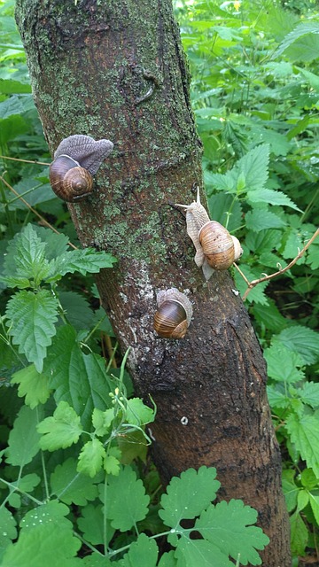 Wild Life Snails Forest - Free photo on Pixabay