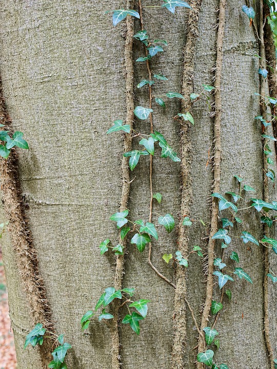 Ivy Pohon Batang - Foto gratis di Pixabay - Pixabay