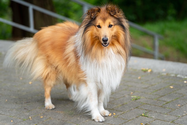 Shetland Sheepdog Dog Pet - Free photo on Pixabay - Pixabay
