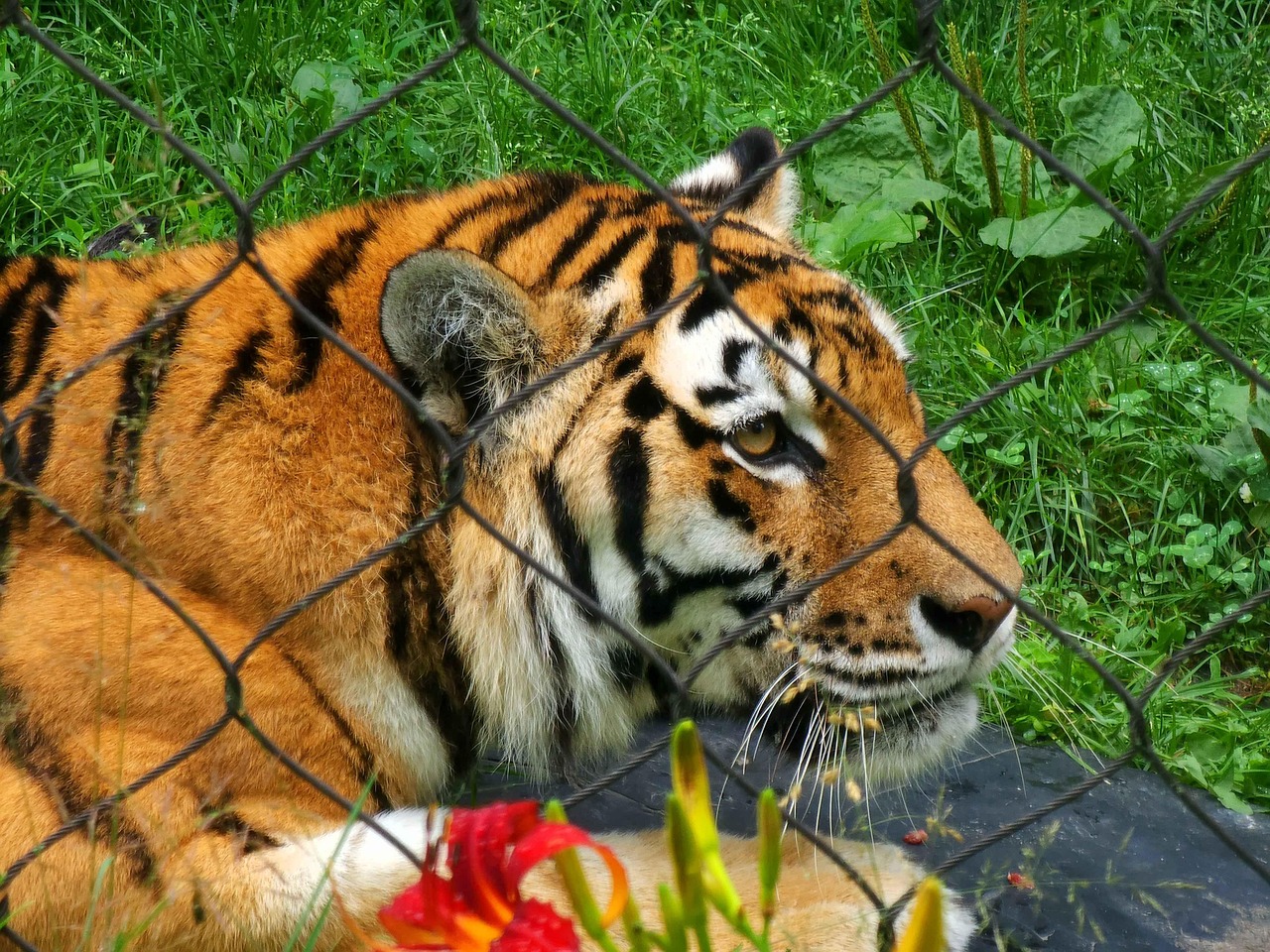 Tiger Amur-Tiger Katzen - Kostenloses Foto auf Pixabay