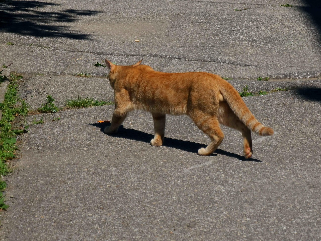 Katze Katzen Orange - Kostenloses Foto auf Pixabay