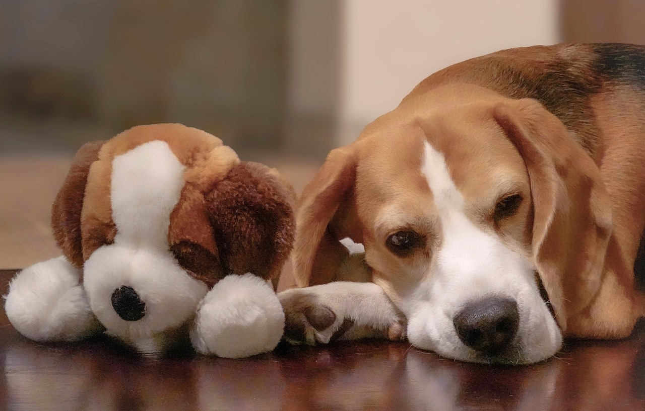 Beagle Dog Animal - Free photo on Pixabay