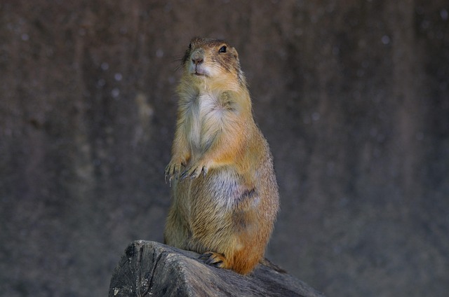 Prairie Dog Animal Rodent - Free photo on Pixabay - Pixabay
