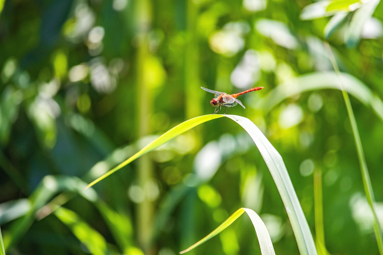 Libelle Insekt Natur - Kostenloses Foto auf Pixabay