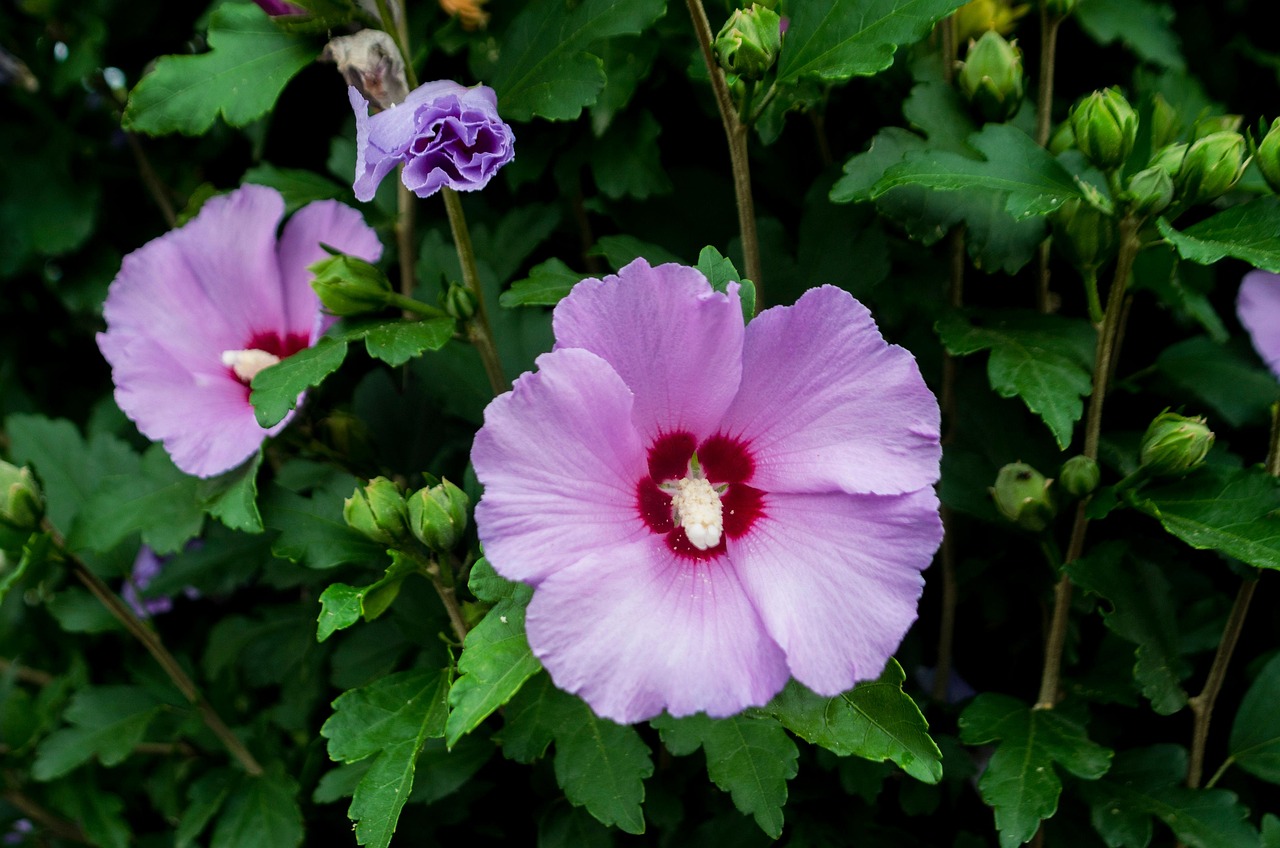 Hibiscus Ornamental Plants Flora - Free photo on Pixabay