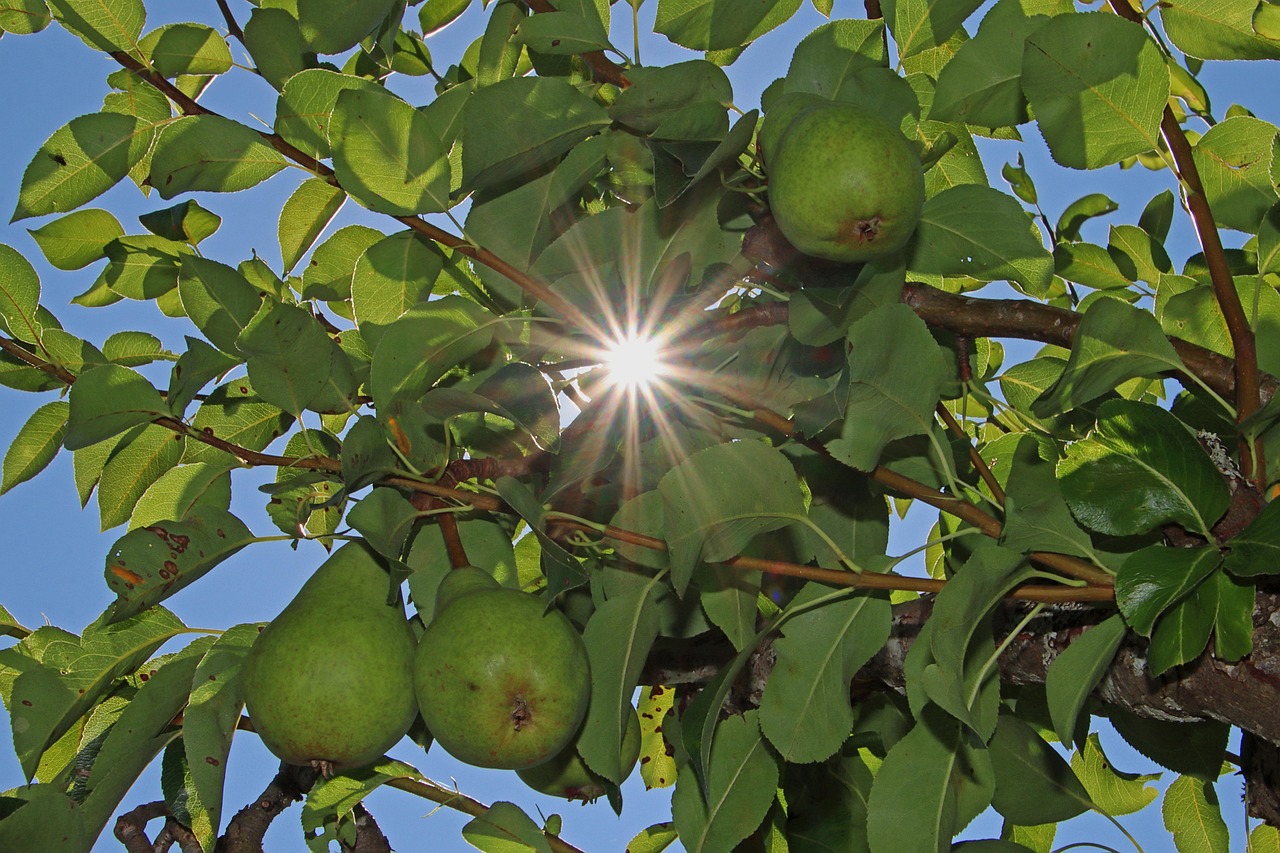 Poires Fruit Poirier - Photo gratuite sur Pixabay
