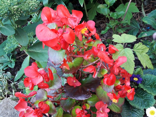 Bégonia Rouge Fleur - Photo gratuite sur Pixabay