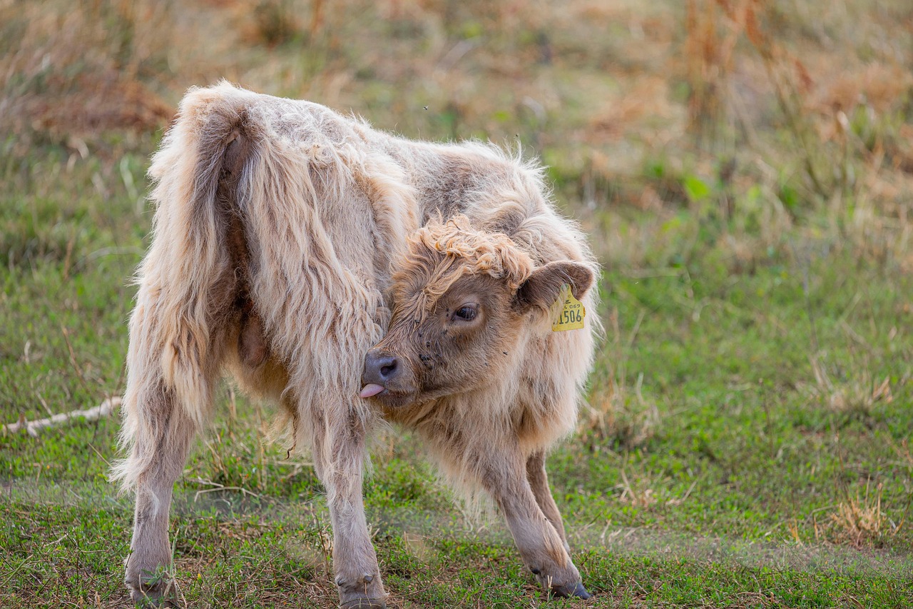 Cow Calf Nature - Free photo on Pixabay