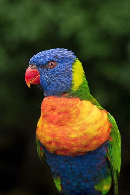 Rainbow Lorikeet Parrot Bird - Free photo on Pixabay