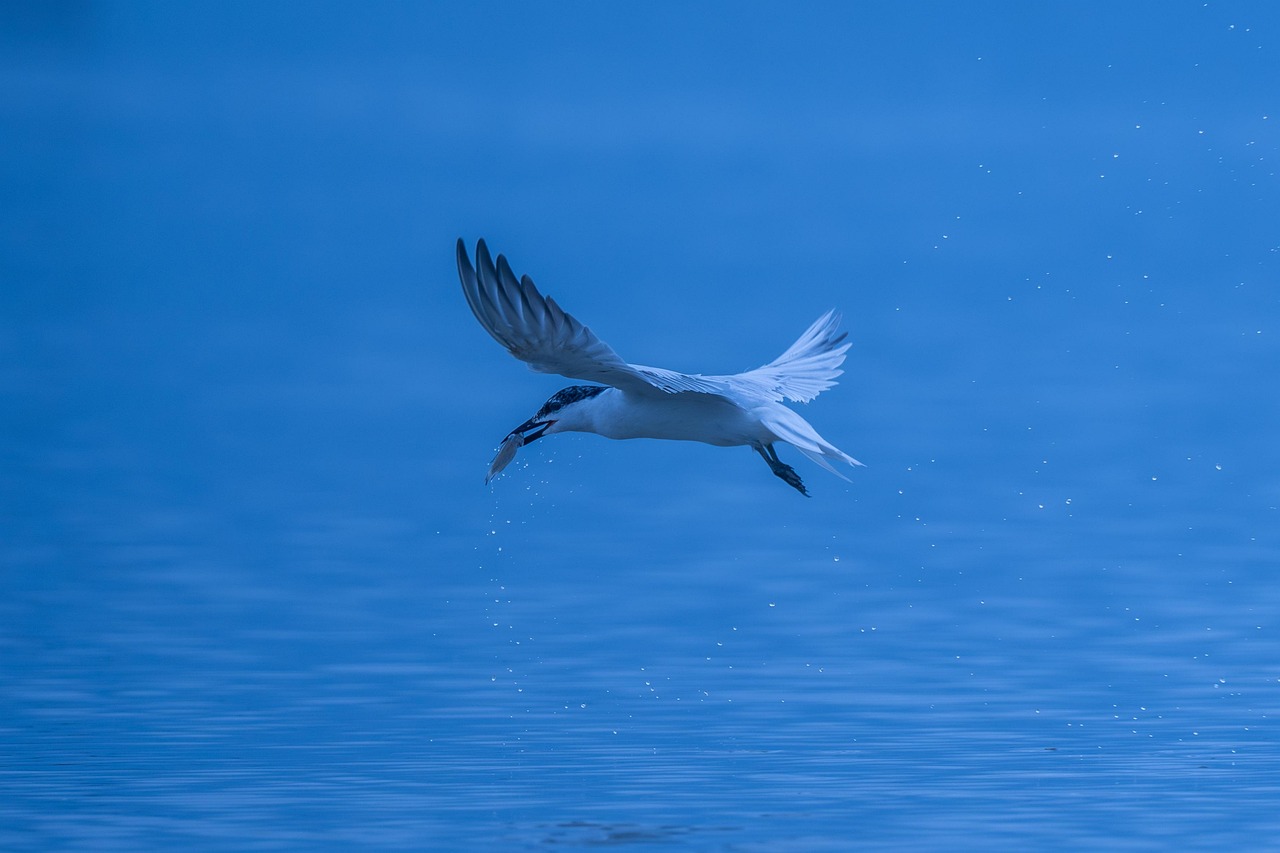 Seagull Bird Animal - Free photo on Pixabay - Pixabay