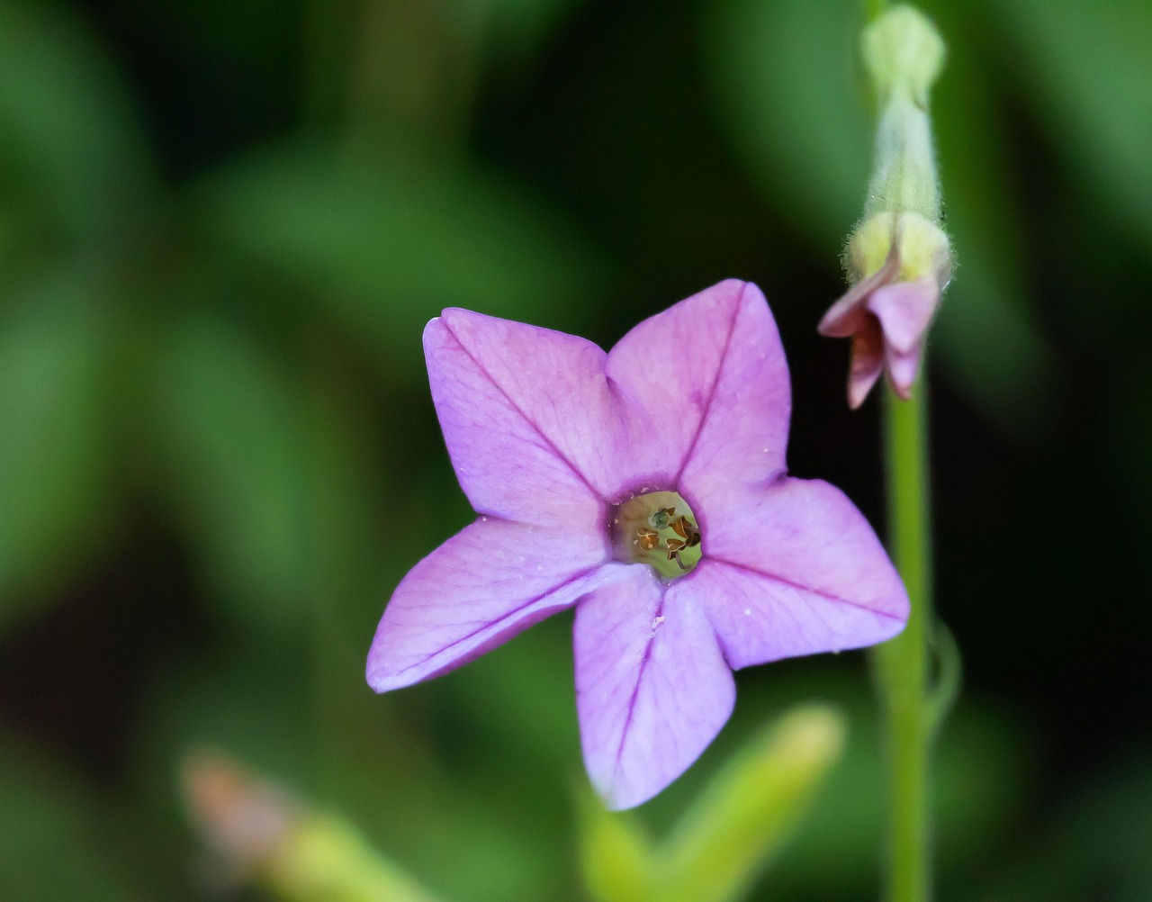 Ornamental Tobacco Flower - Free photo on Pixabay - Pixabay