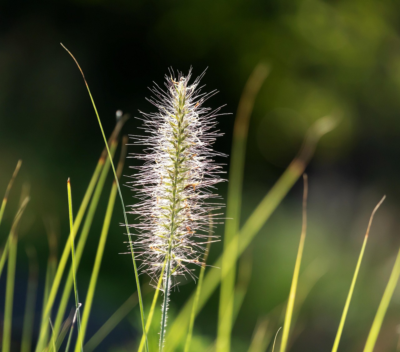 Blade Of Grass Nature - Free photo on Pixabay - Pixabay