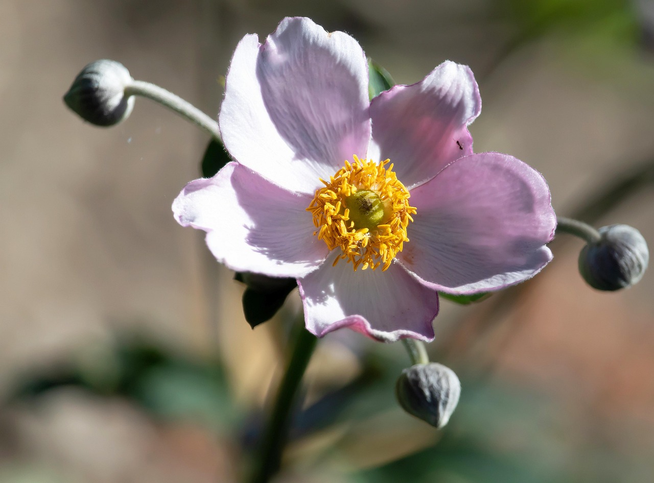 Chinese Anemone Flower - Free photo on Pixabay - Pixabay