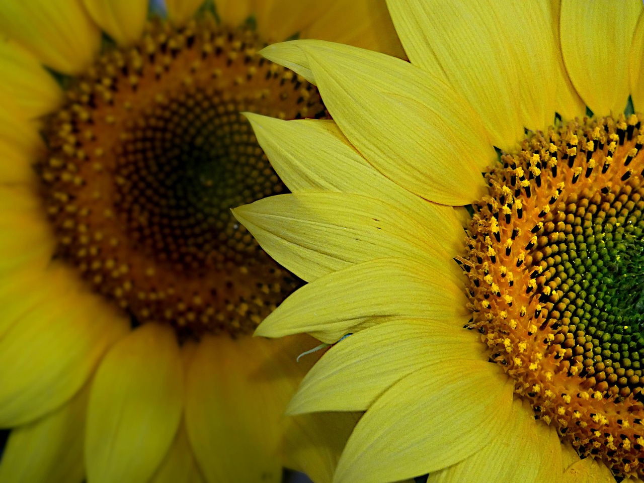 Sunflowers Nature Flowers - Free photo on Pixabay