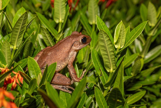 Amphibian Animal Asia - Free photo on Pixabay - Pixabay