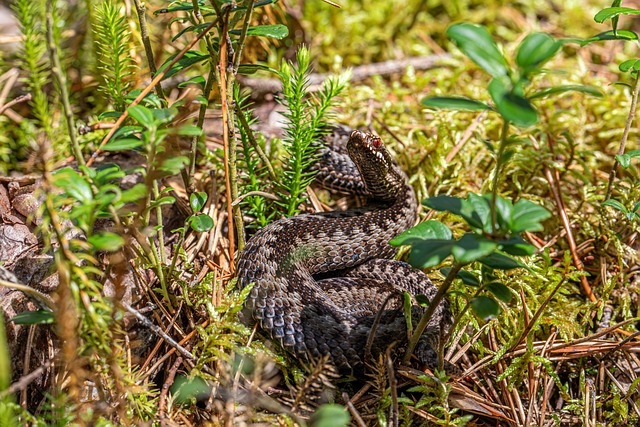 Snake Common Viper Danger - Free photo on Pixabay - Pixabay