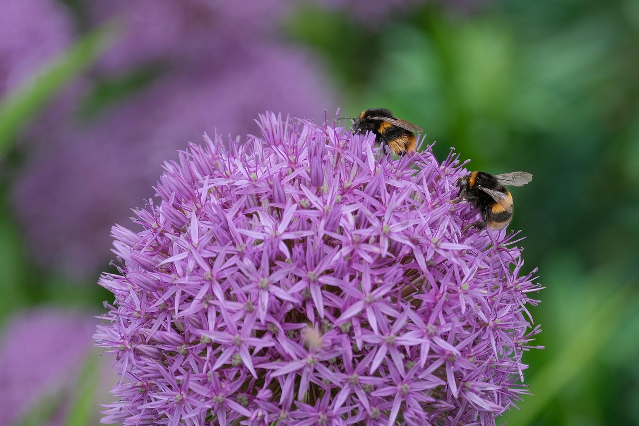 Bees Insects Flower - Free photo on Pixabay