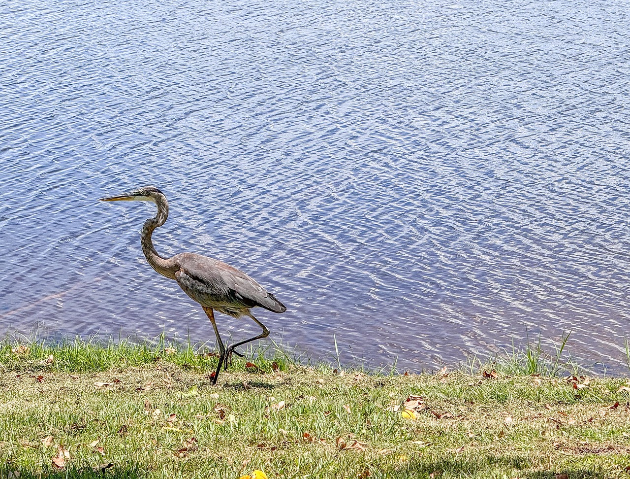 Sand Hill Crane Endangered - Free photo on Pixabay - Pixabay