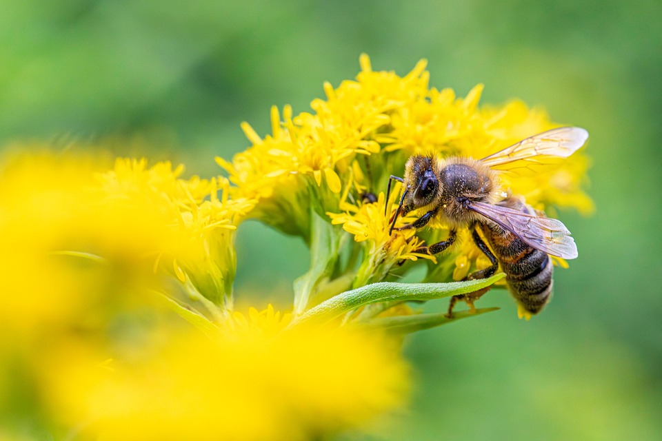 Bee Insect Bug Bohemian Cuckoo - Free photo on Pixabay - Pixabay