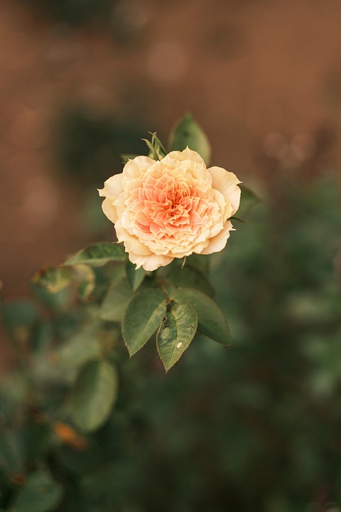Rose Nature Flore - Photo gratuite sur Pixabay