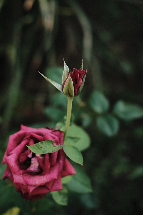 Rose Nature Flore - Photo gratuite sur Pixabay