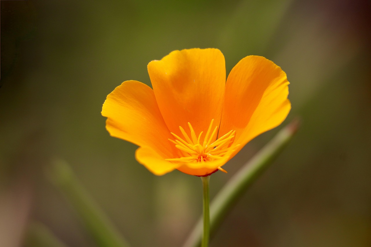9,000+ Free California Poppy & Nature Images - Pixabay