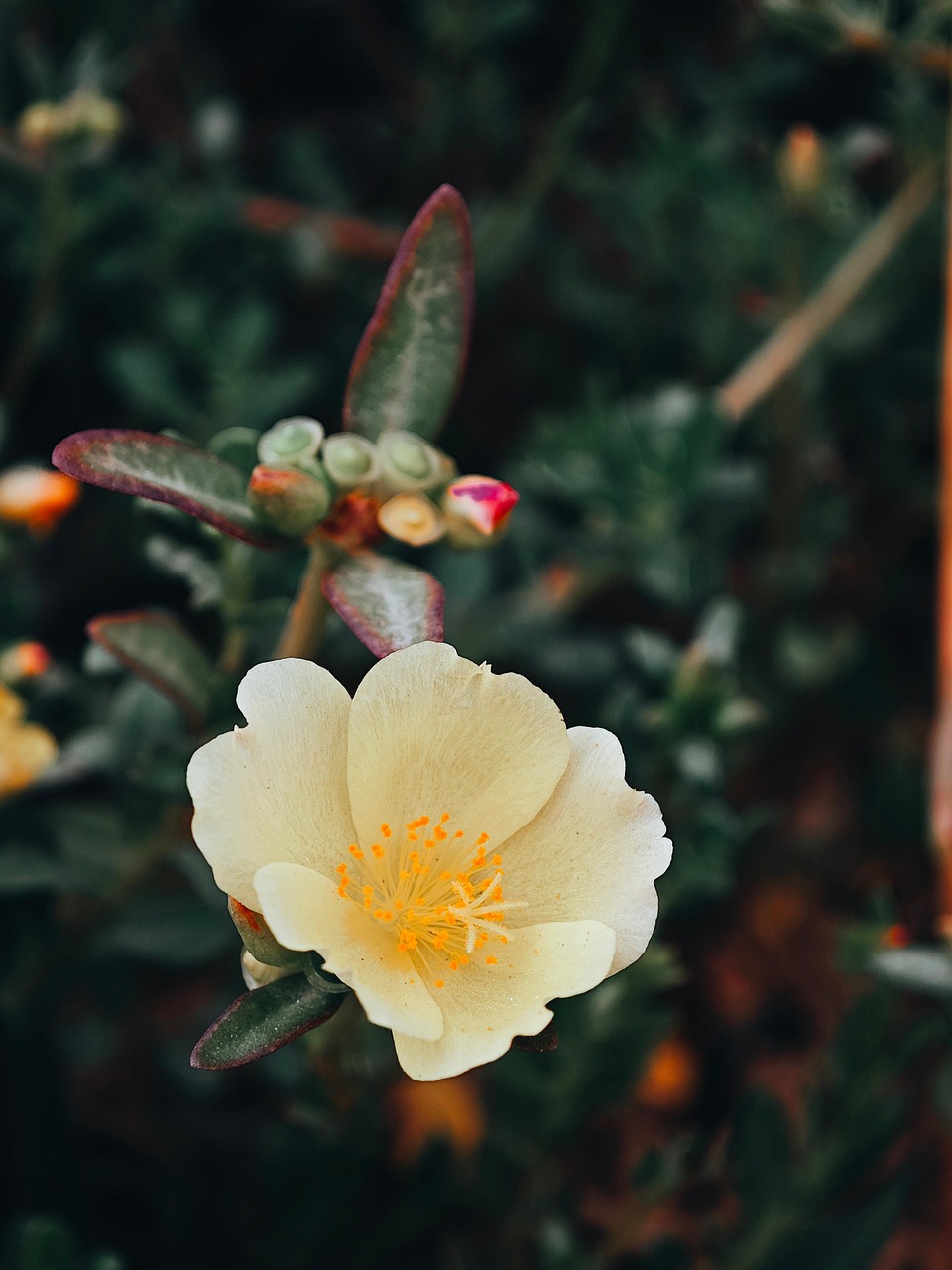 Moss Rose Yellow Flower - Free photo on Pixabay - Pixabay
