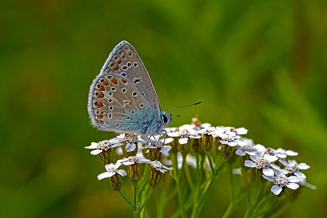 Common Blue Butterfly Flowers - Free photo on Pixabay