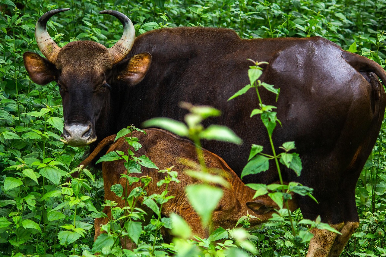 Animal Natureza Animais Selvagens - Foto gratuita no Pixabay