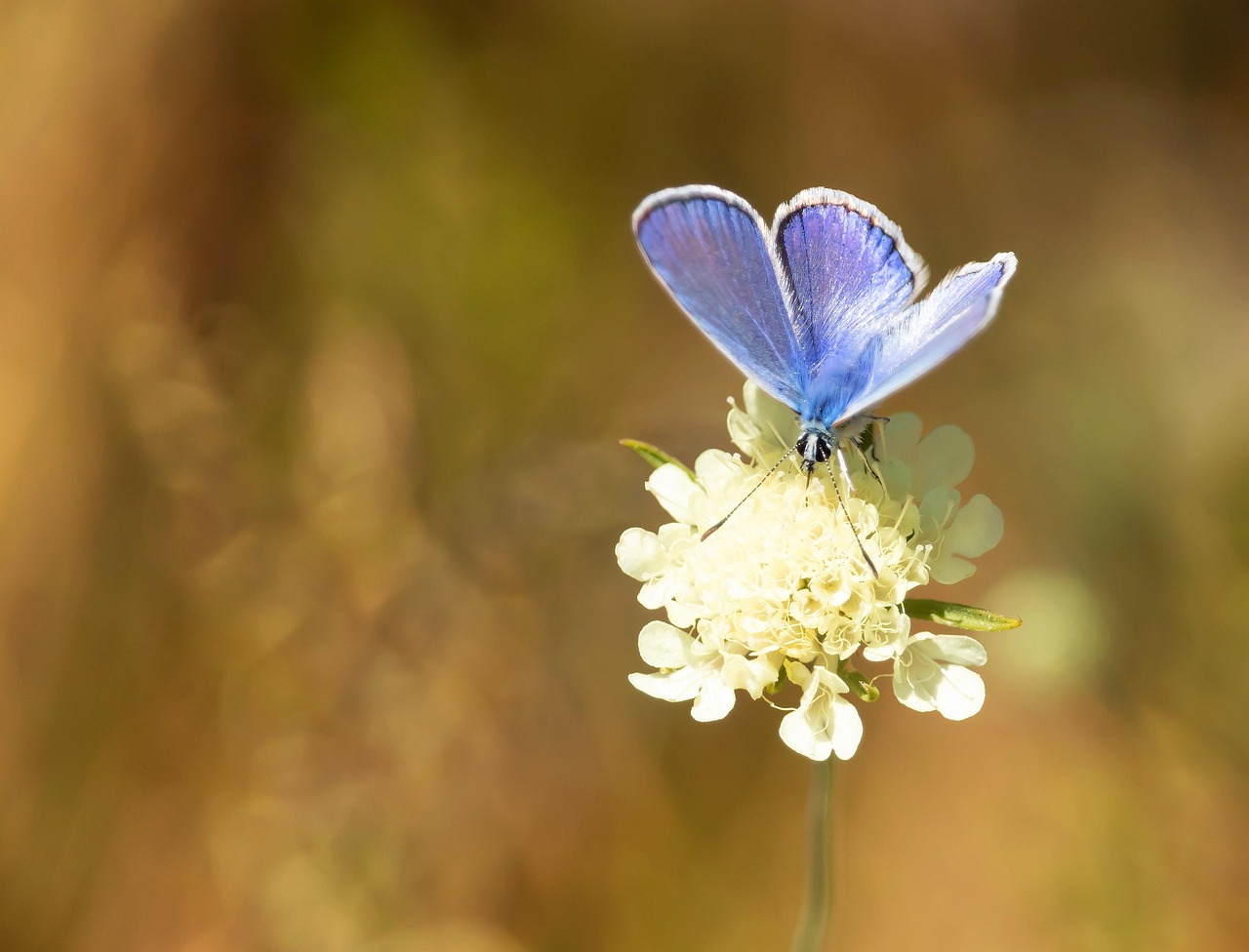 Buttercup Butterfly - Free photo on Pixabay - Pixabay