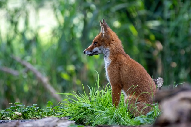 Raposa Animal Natureza Animais - Foto gratuita no Pixabay - Pixabay