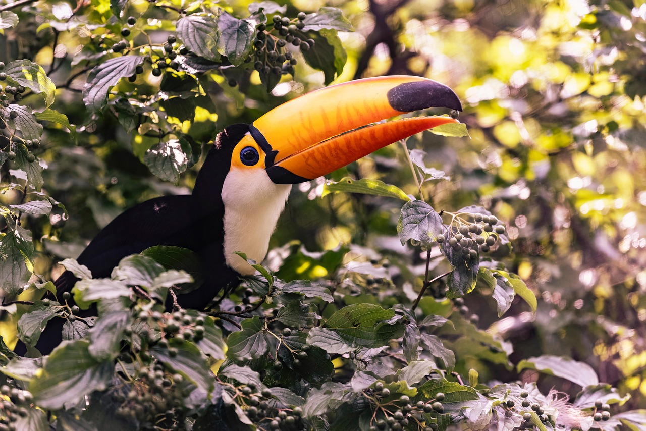 500+ Free Toucan & Nature Images - Pixabay