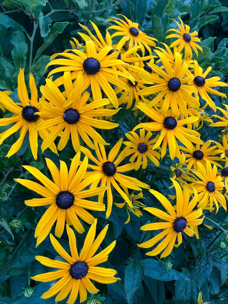 Coneflower สีเหลือง - ภาพฟรีบน Pixabay - Pixabay