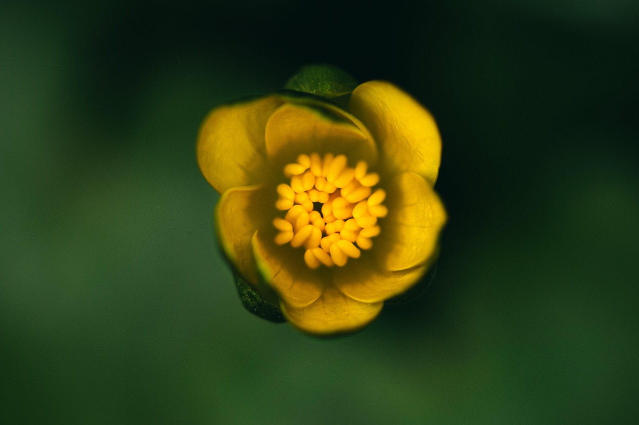 Gelbe Blume Pflanze - Kostenloses Foto auf Pixabay - Pixabay