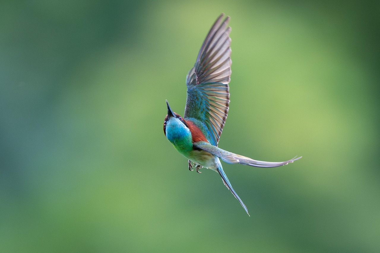 Bird Wildlife Avian - Free photo on Pixabay