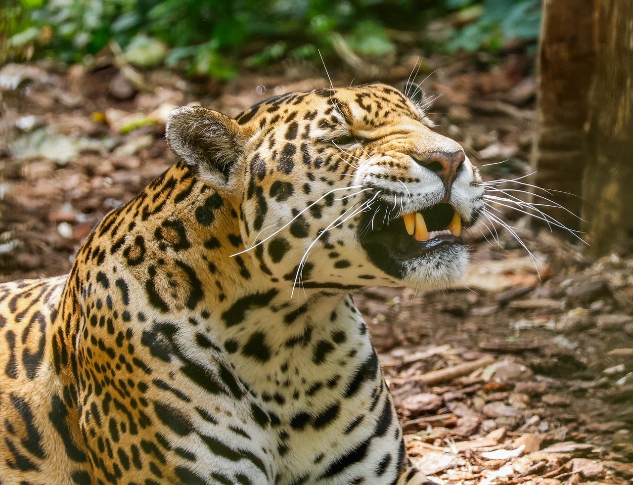 Jaguar Nature Animal - Photo gratuite sur Pixabay