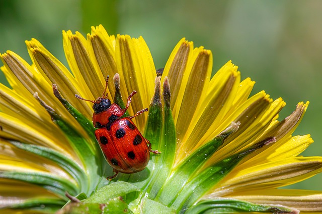 4,000+ Free Pest Control & Nature Images - Pixabay